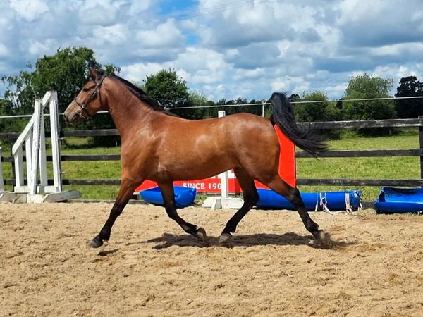 Beautiful 4yr old, 148cm pony for sale in Co. Kilkenny for €123,456 on ...