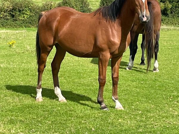 Horses Ads For Sale in Ireland | DoneDeal