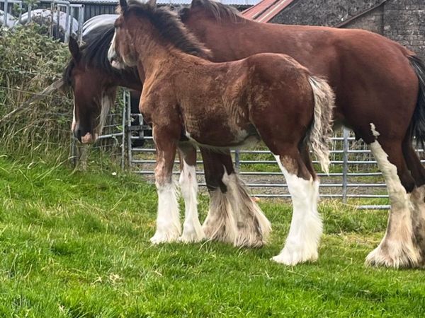 Horses Ads For Sale in Ireland | DoneDeal