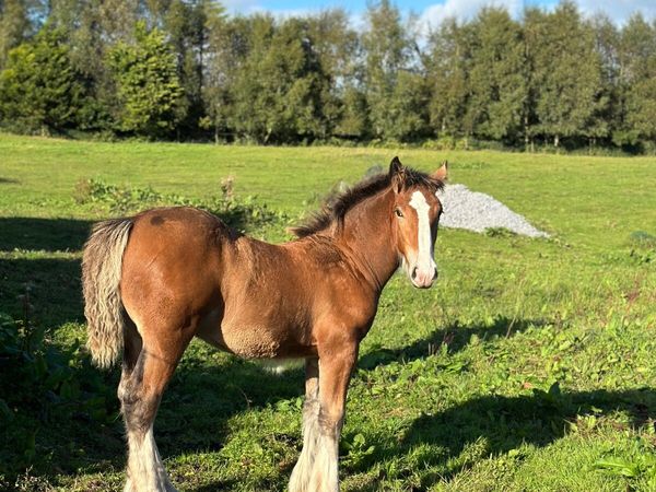 Horses Ads For Sale in Ireland | DoneDeal