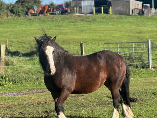 Horses Ads For Sale in Ireland | DoneDeal