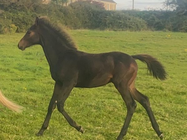 Horses Ads For Sale in Ireland | DoneDeal