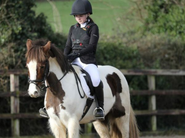 Ponies Ads For Sale in Ireland | DoneDeal