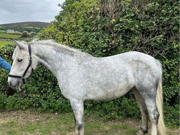 Horses Ads For Sale in Down | DoneDeal