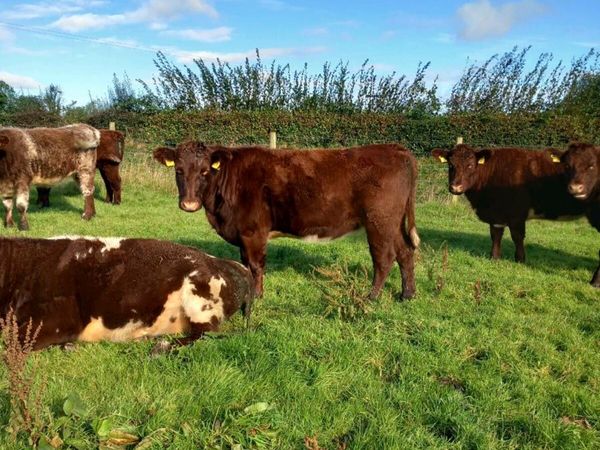 Beef Cattle Ads For Sale in Ulster | DoneDeal