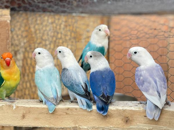Love birds for sale store