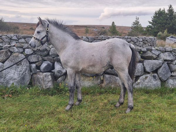 Ponies Ads For Sale in Ireland | DoneDeal