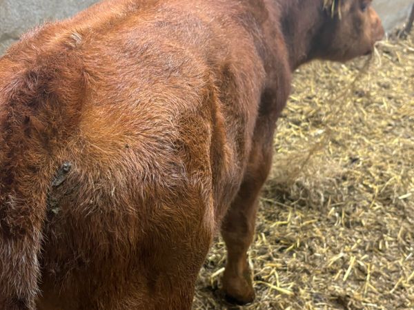 Suckler Bred AA Bull Calf for sale in Co. Mayo for €450 on DoneDeal