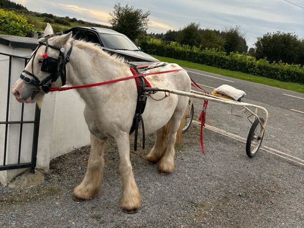 Ponies Ads For Sale in Ireland | DoneDeal