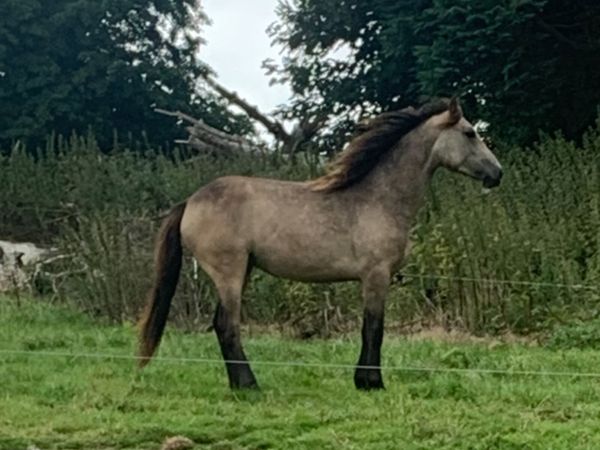 Ponies Ads For Sale in Ireland | DoneDeal