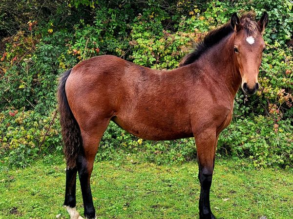 Ponies Ads For Sale in Ireland | DoneDeal