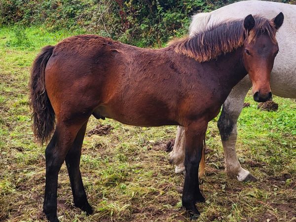 Ponies Ads For Sale in Ireland | DoneDeal
