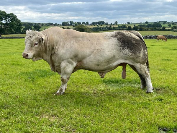Beef Cattle Ads For Sale in Ireland | DoneDeal