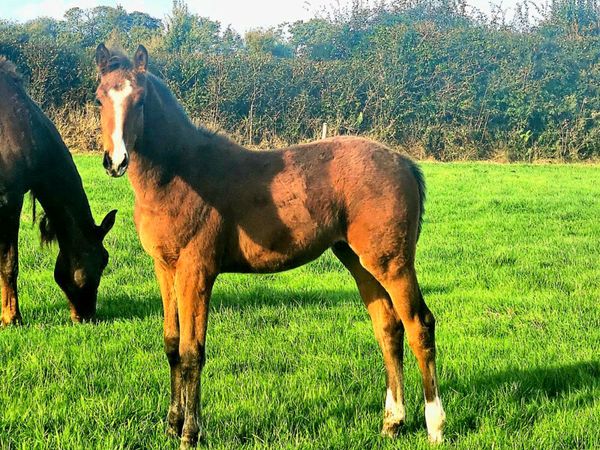 Horses Ads For Sale in Ireland | DoneDeal