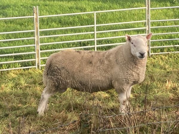 Cheviot Ram for sale in Co. Derry for £275 on DoneDeal