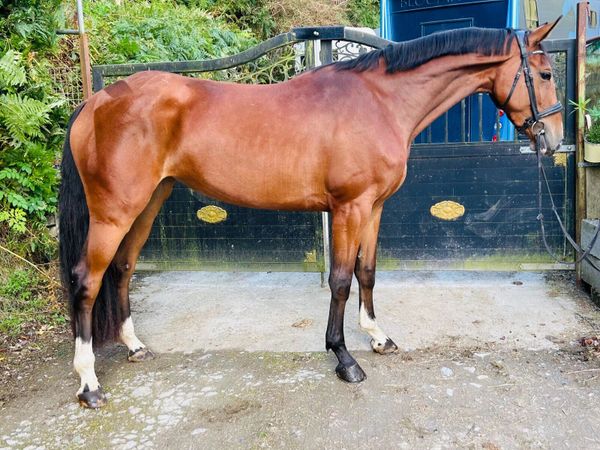 Horses Ads For Sale in Ireland | DoneDeal