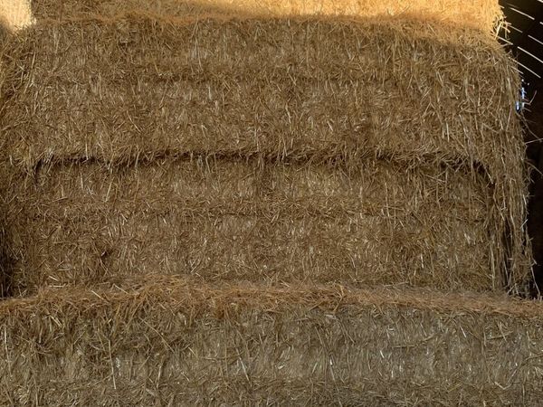 Barley Straw Bales for sale in Co. Tyrone for £65 on DoneDeal
