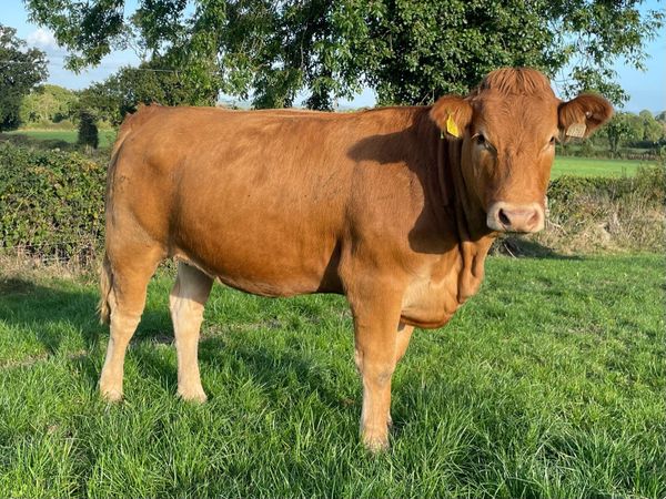 Beef Cattle Ads For Sale in Ireland | DoneDeal