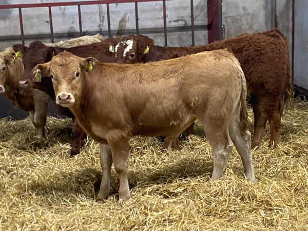 Beef Cattle Ads For Sale in Ireland | DoneDeal