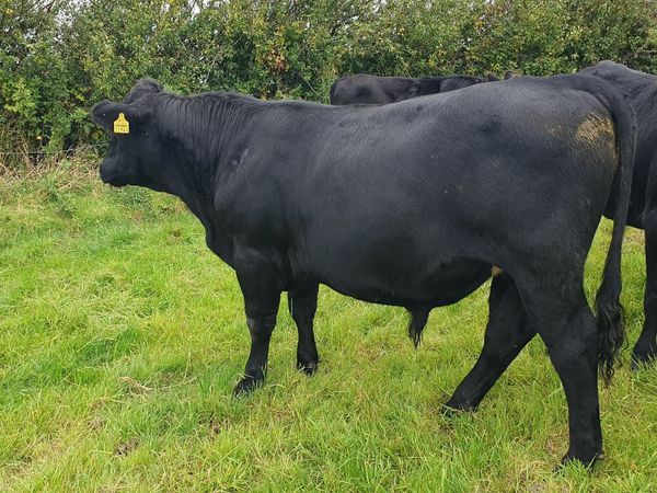 Beef Cattle Ads For Sale in Ireland | DoneDeal