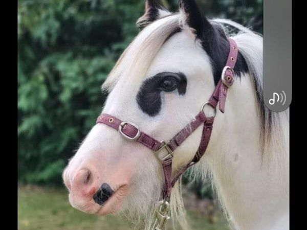 Cobs Ads For Sale in Ireland | DoneDeal