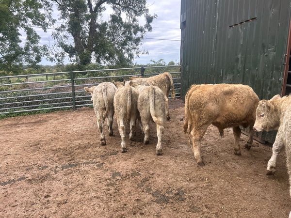 Beef Cattle Ads For Sale in Ireland | DoneDeal