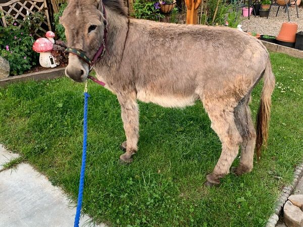 Donkeys Ads For Sale in Ulster | DoneDeal