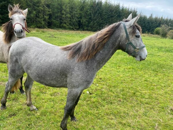 Ponies Ads For Sale in Ireland | DoneDeal