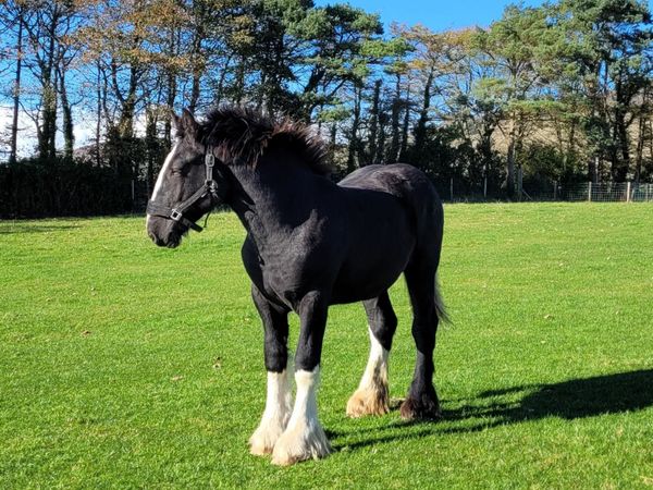 Shire × Piebald Yearling Colt for sale in Co. Louth for €2,800 on DoneDeal