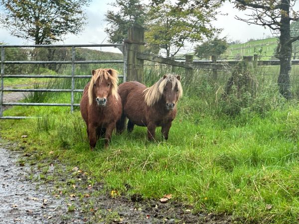 Two Falabella ponies / small horses for sale in Co. Derry for £500 on ...