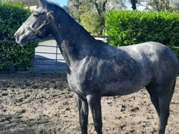 Horses Ads For Sale in Ireland | DoneDeal