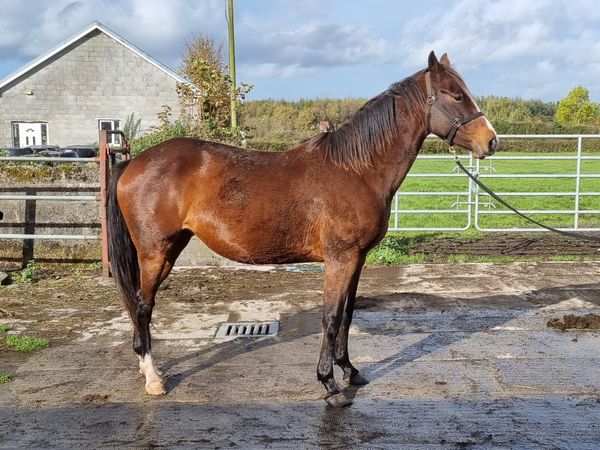 Horses Ads For Sale in Ireland | DoneDeal