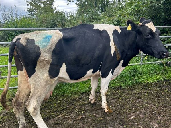 Beef Cattle Ads For Sale in Ireland | DoneDeal