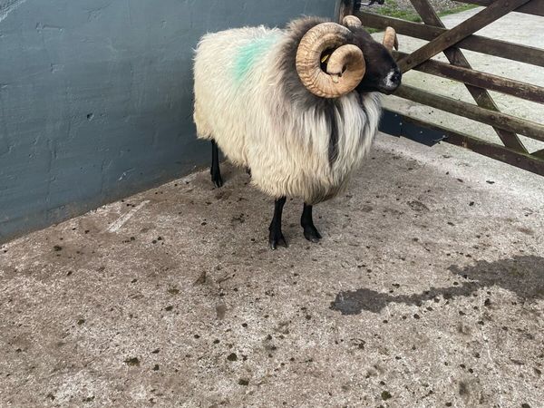 6 Year old Ram for sale in Co. Mayo for €12,345 on DoneDeal