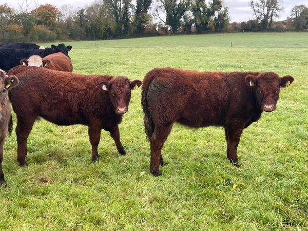 Beef Cattle Ads For Sale in Ireland | DoneDeal