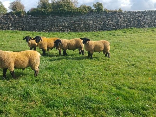 Pedigree suffolk rams for sale in Co. Galway for €1,234 on DoneDeal