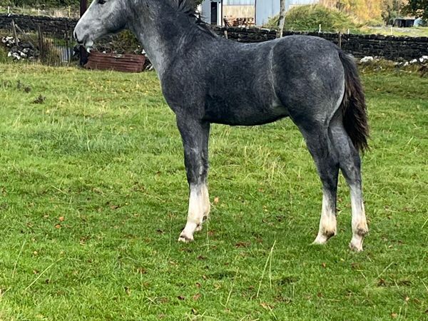 Irish Draught Colt Foal for sale in Co. Roscommon for €12,345 on DoneDeal