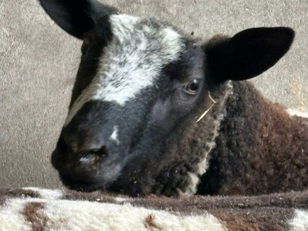 2 pedigree dutch spotted ram lambs for sale in Co. Donegal for €1,234 ...