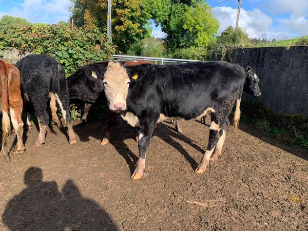 Livestock Ads For Sale in Fermanagh | DoneDeal