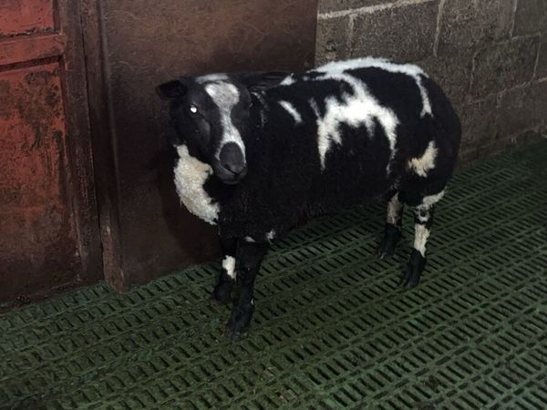 Dutch Spotted Ram Lamb for sale in Co. Derry for £450 on DoneDeal