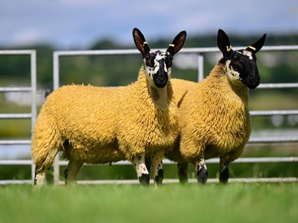SIS Milford Rams for sale in Co. Donegal for €500 on DoneDeal