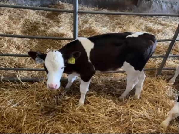 10 FR X Simmental Bull Calves for sale in Co. Galway for €200 on DoneDeal