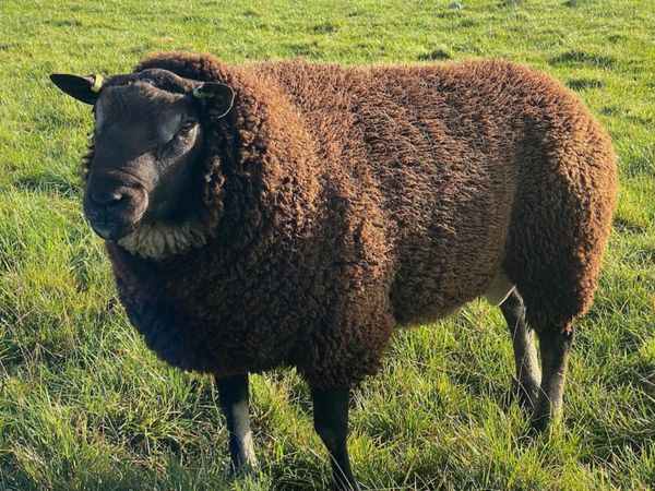 Badger Face Texel shearling ram for sale in Co. Antrim for £1,234 on ...