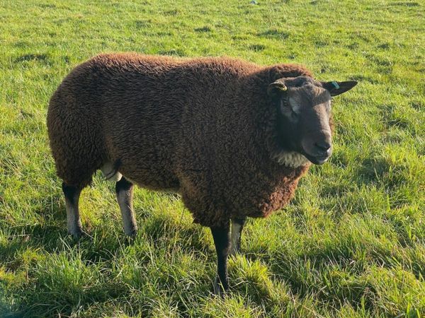 Badger Face Texel shearling ram for sale in Co. Antrim for £1,234 on ...