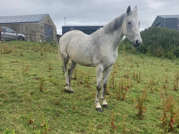 horses | 799 Horses Ads For Sale in Ireland | DoneDeal