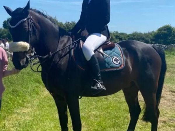 Ponies Ads For Sale in Ireland | DoneDeal