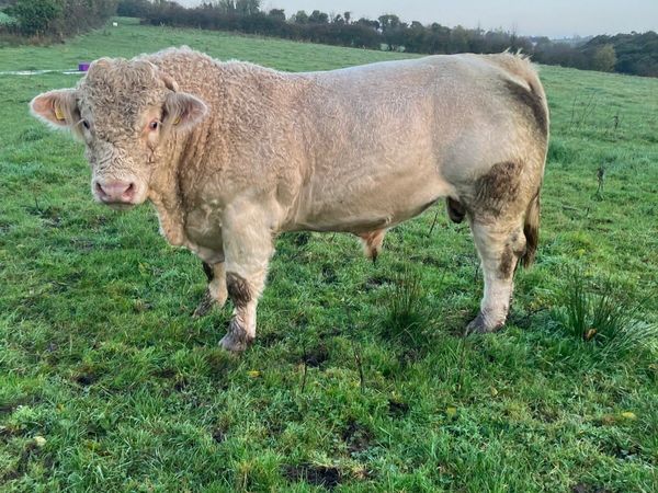 Beef Cattle Ads For Sale in Ulster | DoneDeal