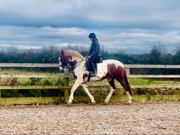 Horses Ads For Sale in Ireland | DoneDeal