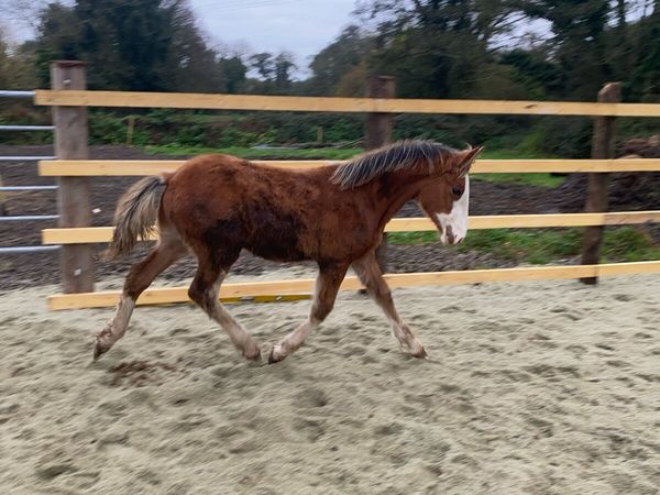 Horses Ads For Sale in Ireland | DoneDeal