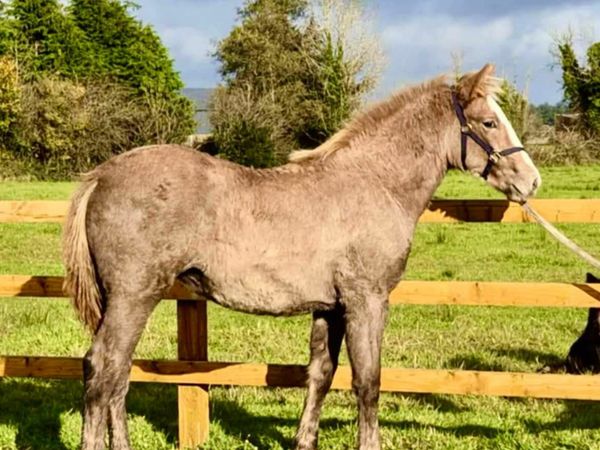 Horses Ads For Sale in Ireland | DoneDeal